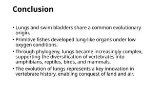Origin and phylogeny of lungs in vertebrates.pptx