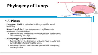 Origin and phylogeny of lungs in vertebrates.pptx