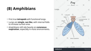 Origin and phylogeny of lungs in vertebrates.pptx