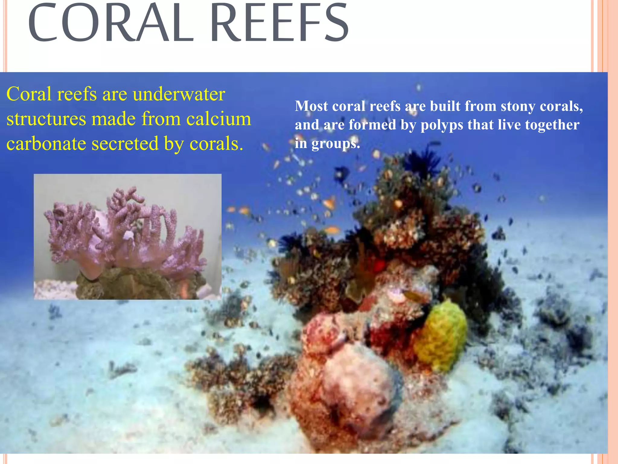 Origin and reefs of the world | PPTX