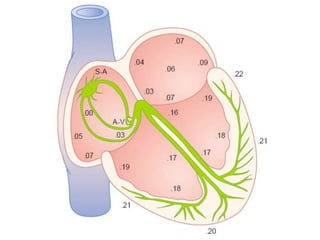 Origin and spread of cardiac impulse, pacemaker, conducting system of ...