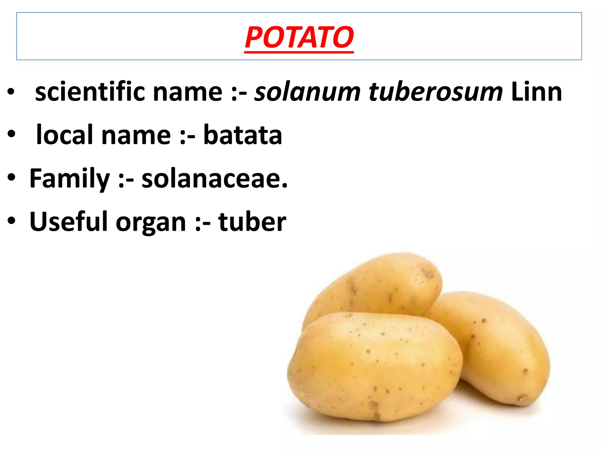 Origin,cultivation & uses of food crops ....potato | PPTX