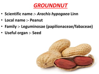 Origin,cultivation & uses of food crops ....potato | PPTX