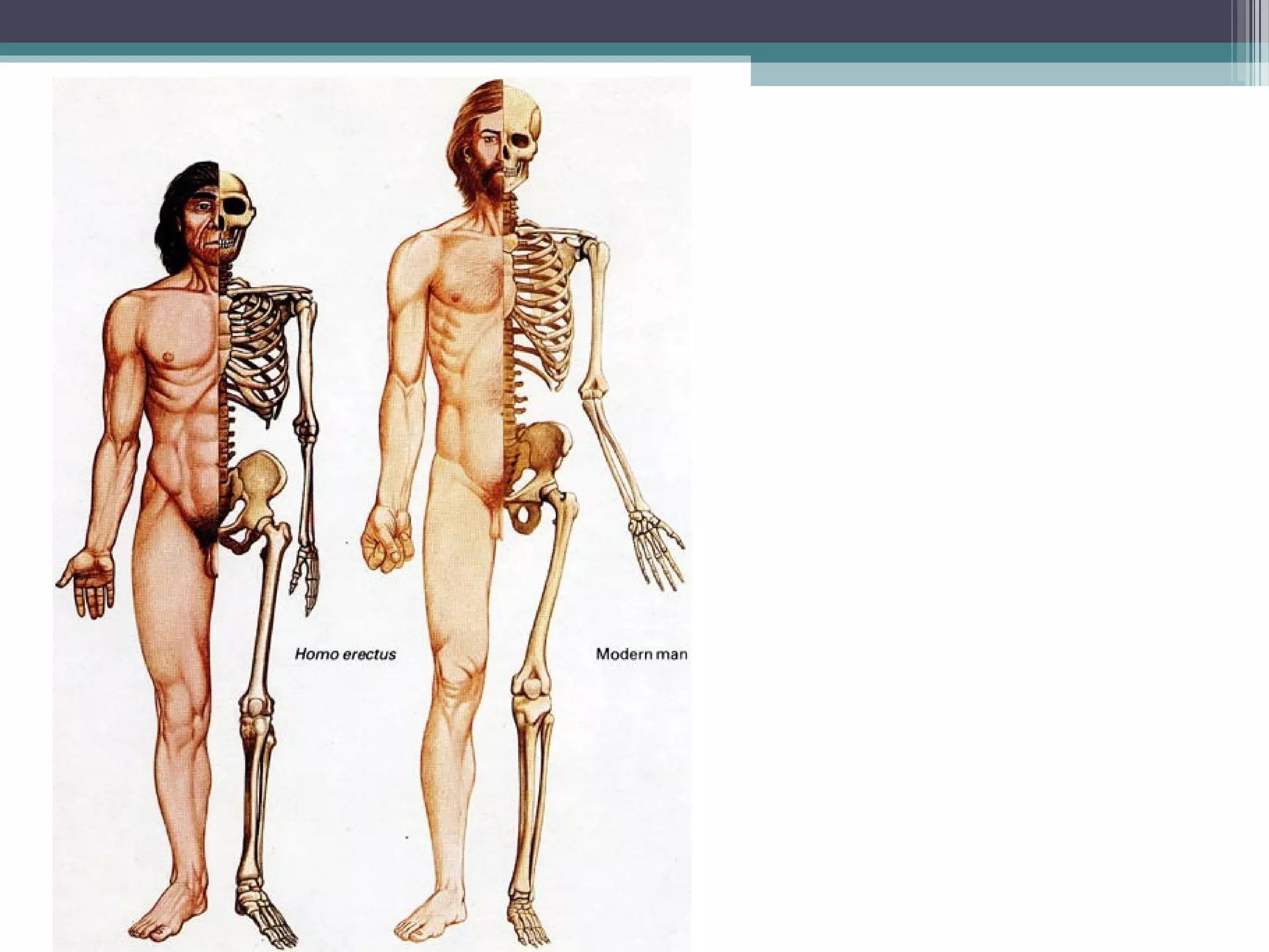 Originea si evolutia omului varianta finala | PPT