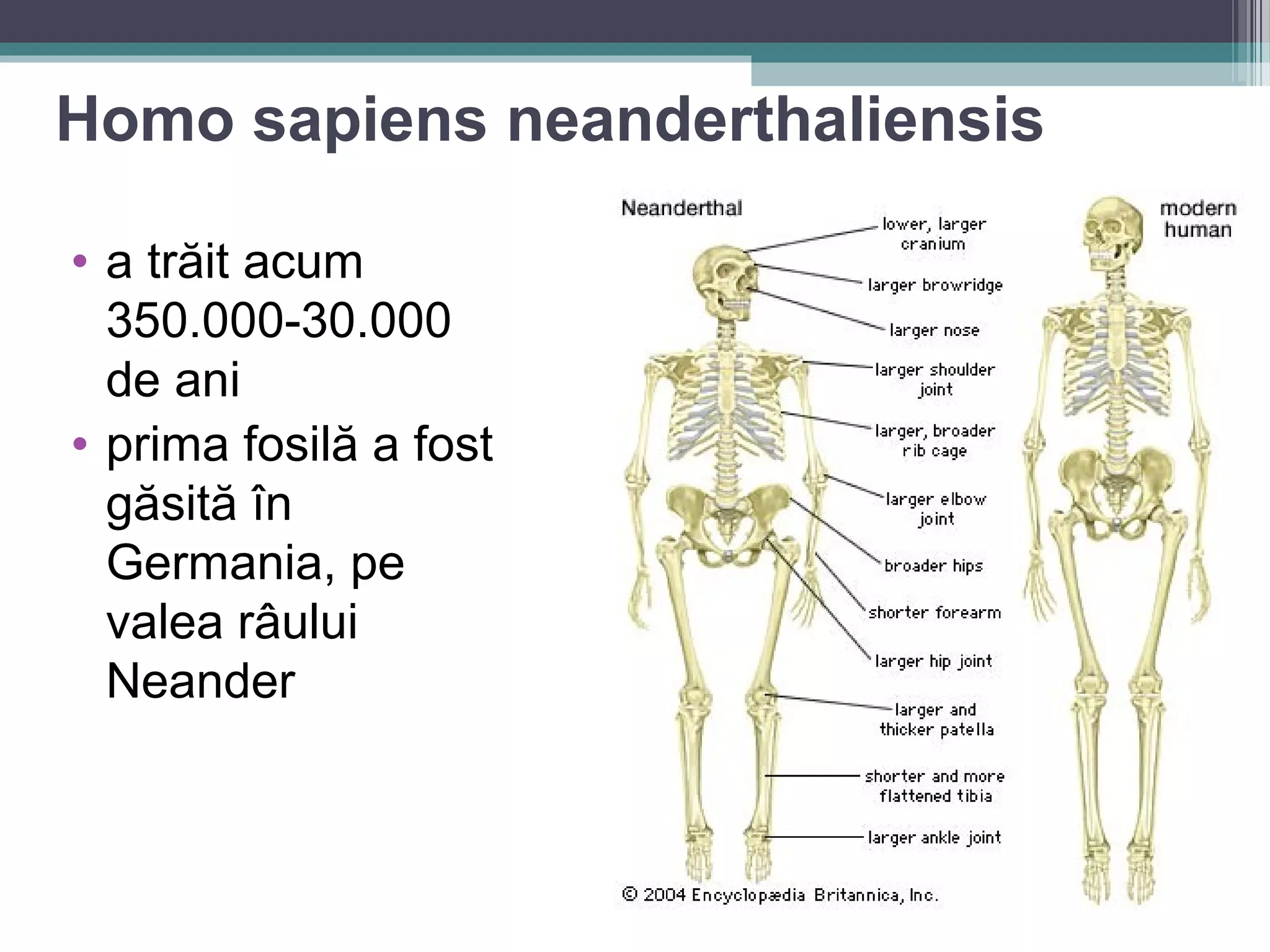 Originea si evolutia omului varianta finala | PPT