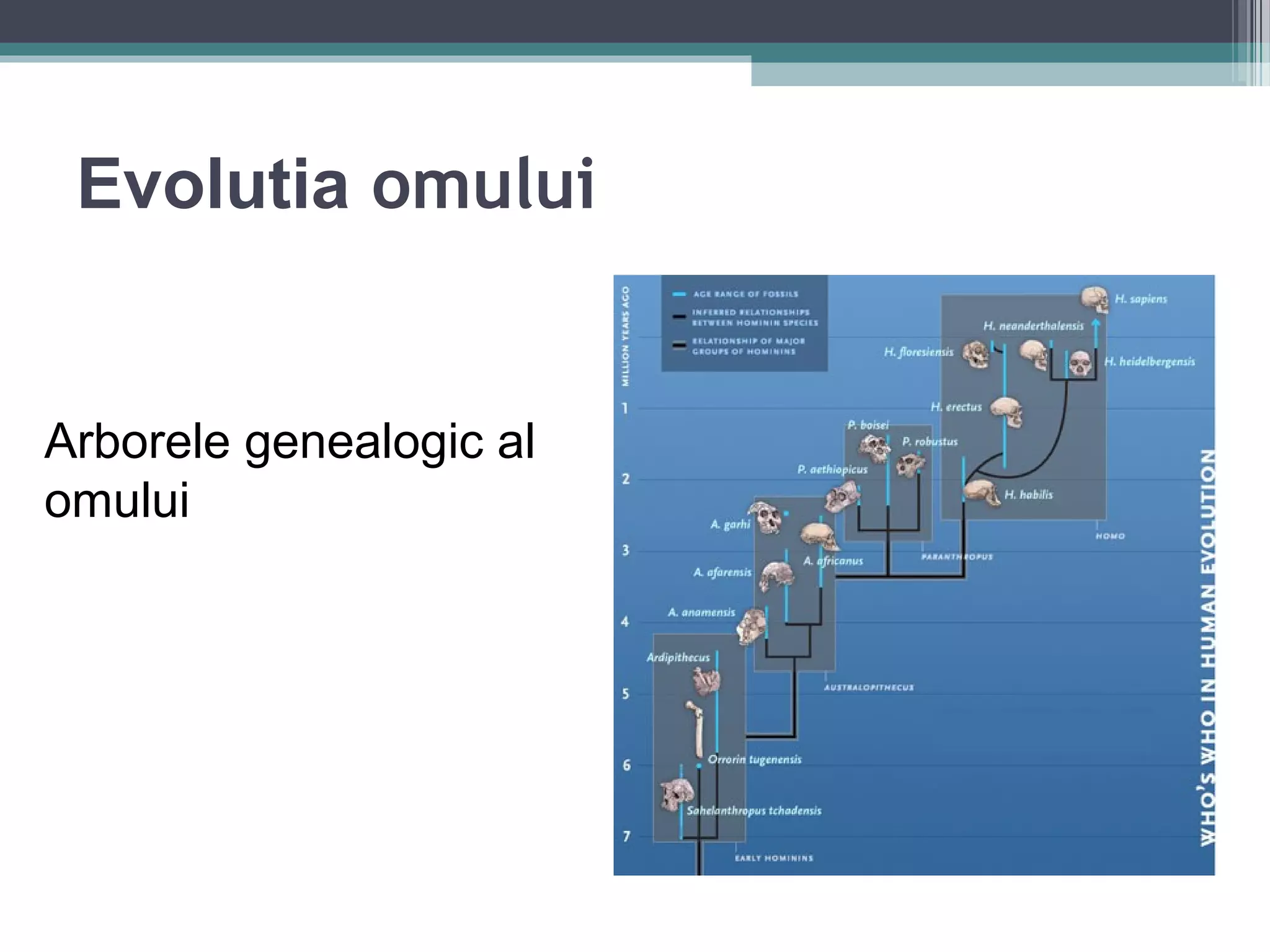 Originea si evolutia omului varianta finala | PPT