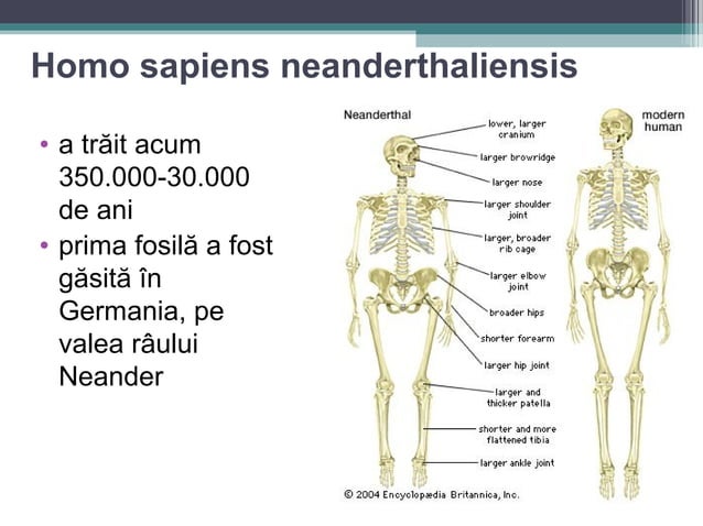 Originea si evolutia omului varianta finala | PPT