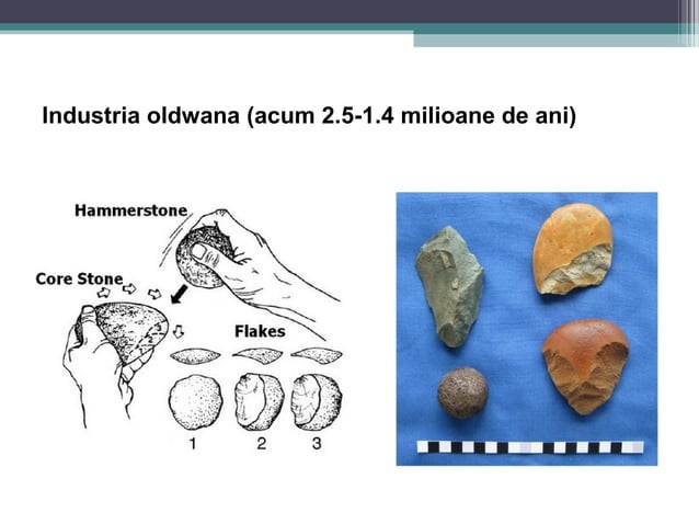 Originea si evolutia omului varianta finala | PPT