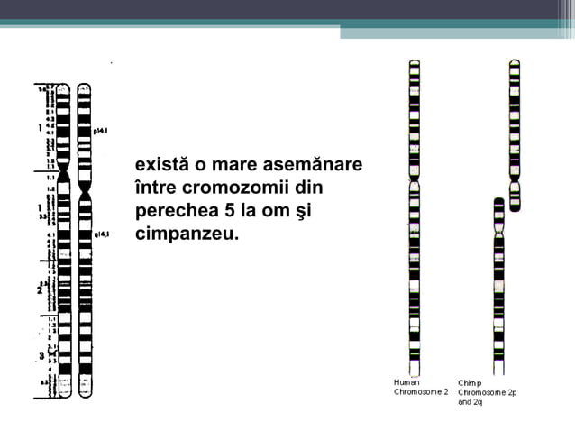 Originea si evolutia omului varianta finala | PPT