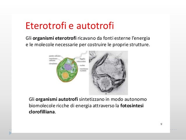 Origine ed evoluzione delle cellule