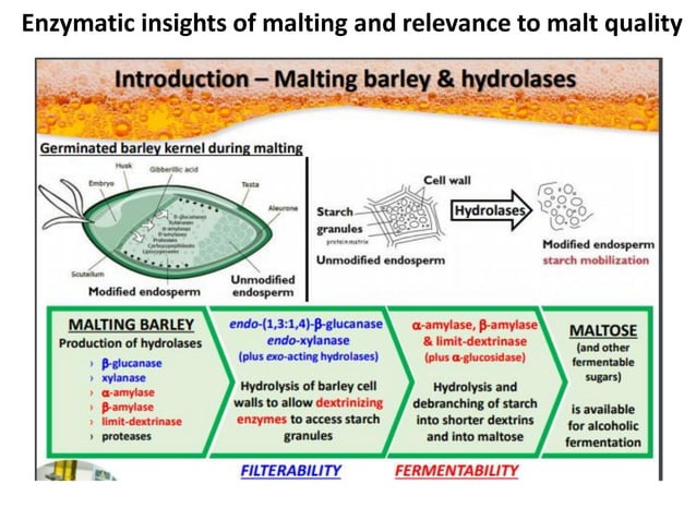 Origin, evolution and breeding of barley by gm singh 2021 | PDF ...