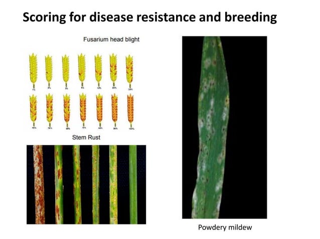 Origin, evolution and breeding of barley by gm singh 2021 | PDF ...