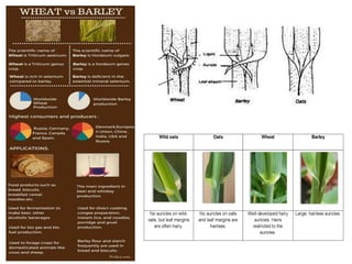 Origin, evolution and breeding of barley by gm singh 2021 | PDF