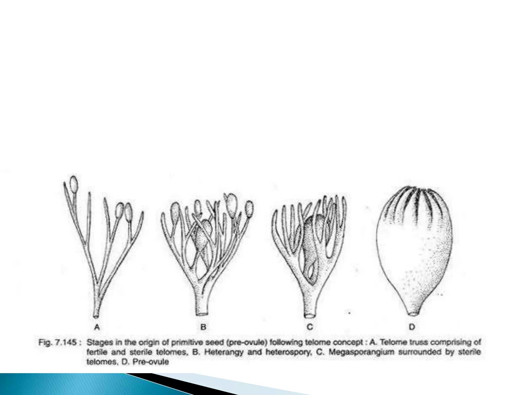 Origin & Evolution of seed habit in gymnosperm.pptx