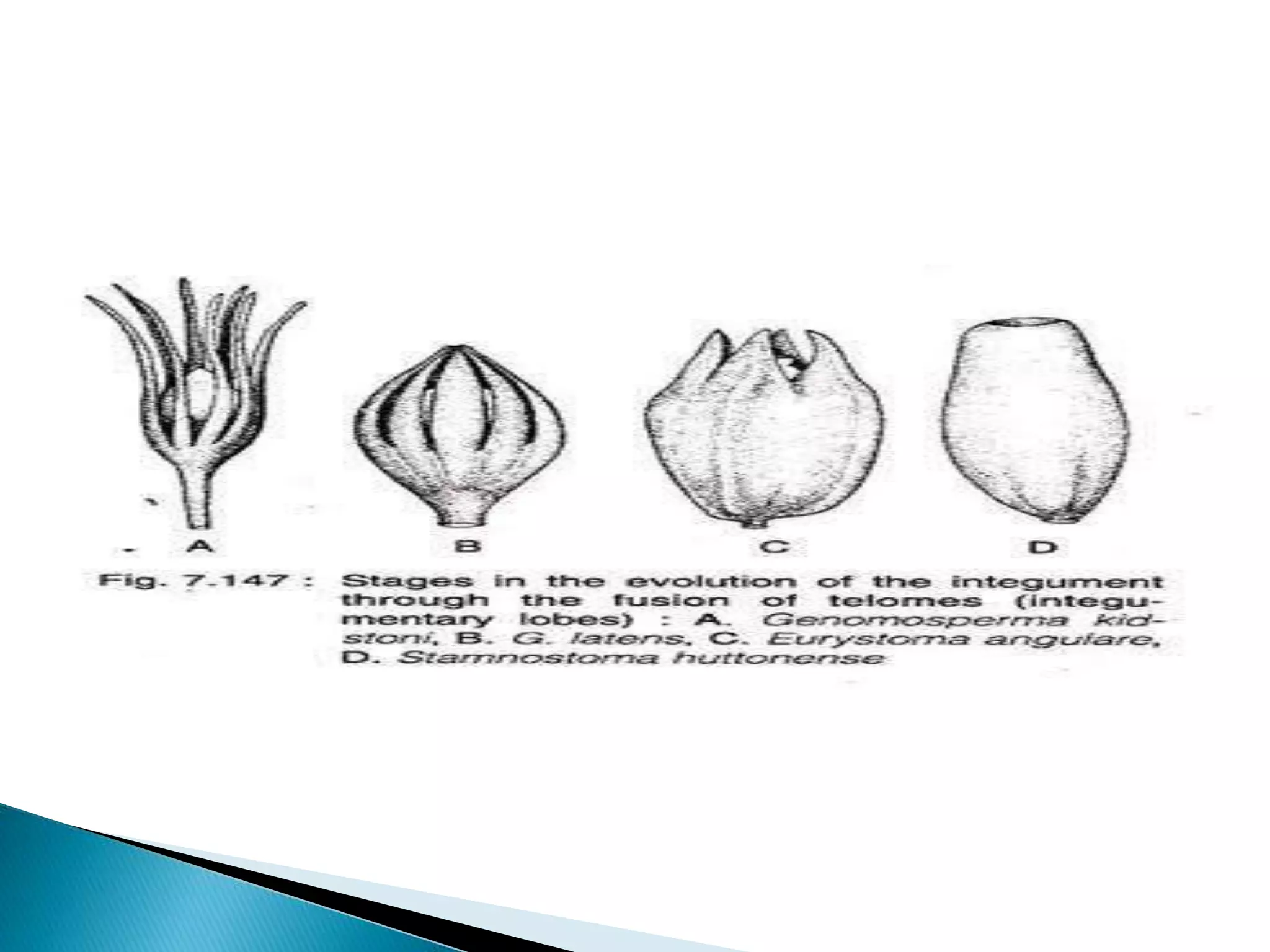 Origin & Evolution of seed habit in gymnosperm.pptx