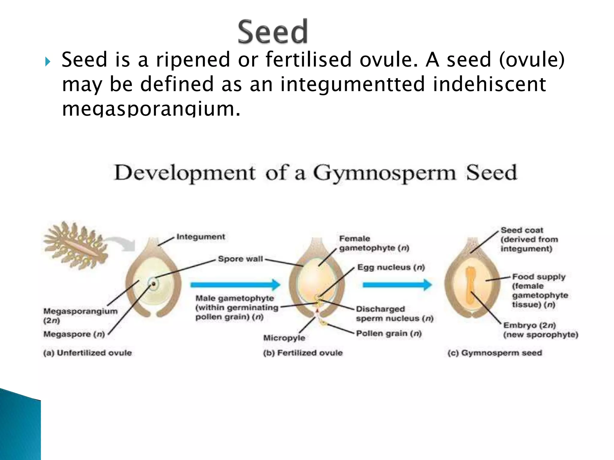 Origin & Evolution of seed habit in gymnosperm.pptx