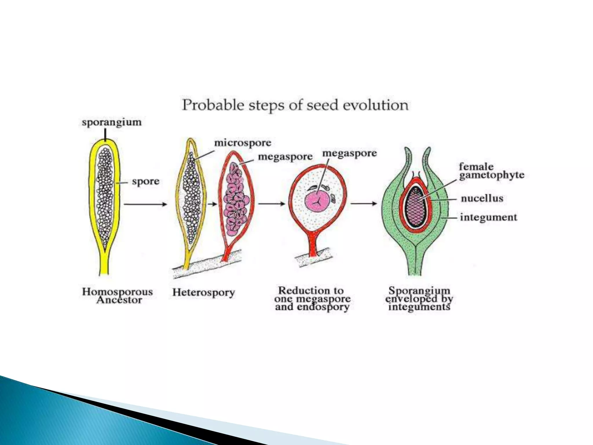 Origin & Evolution of seed habit in gymnosperm.pptx