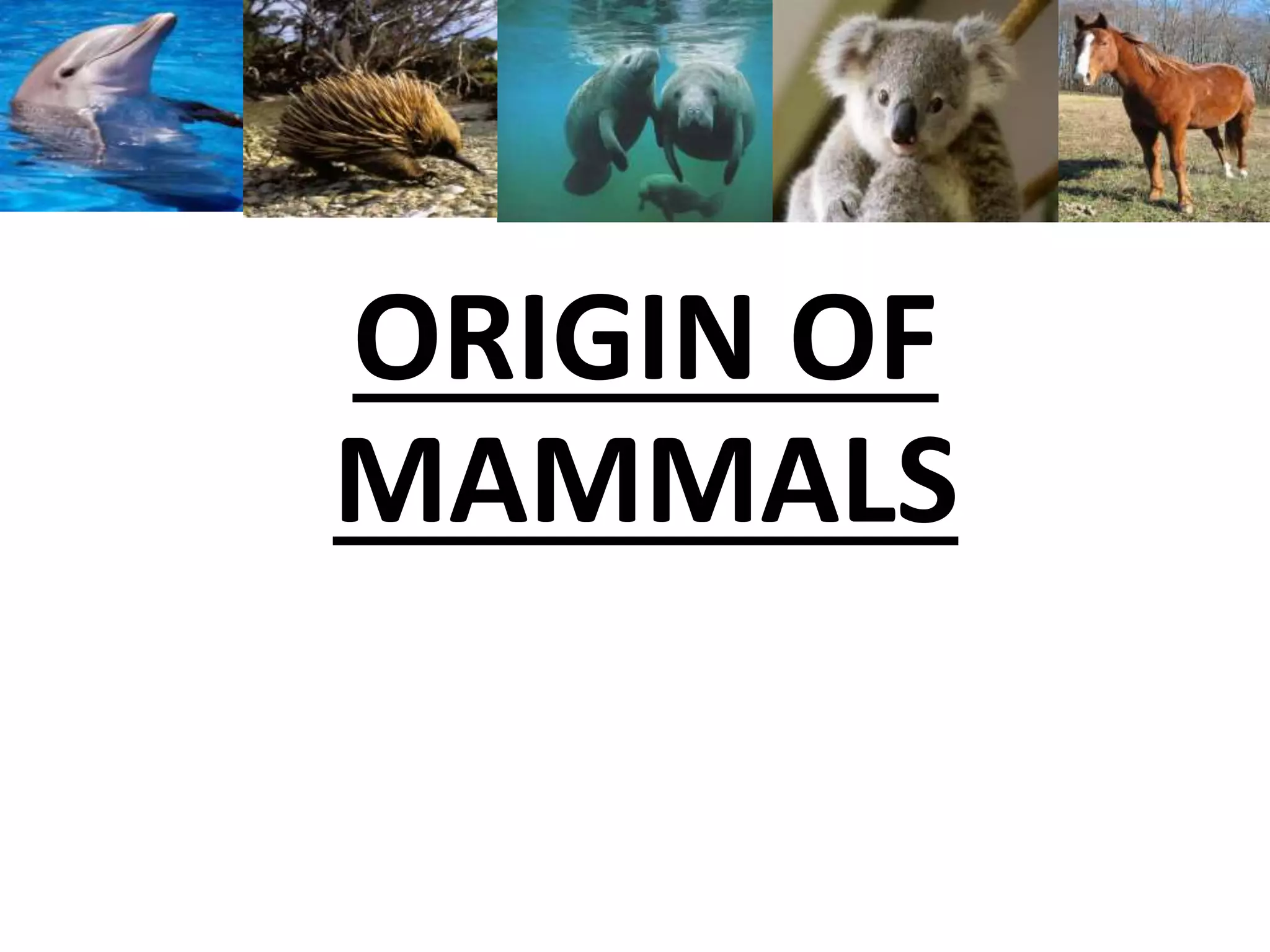 ORIGIN MAMMALS.pptx