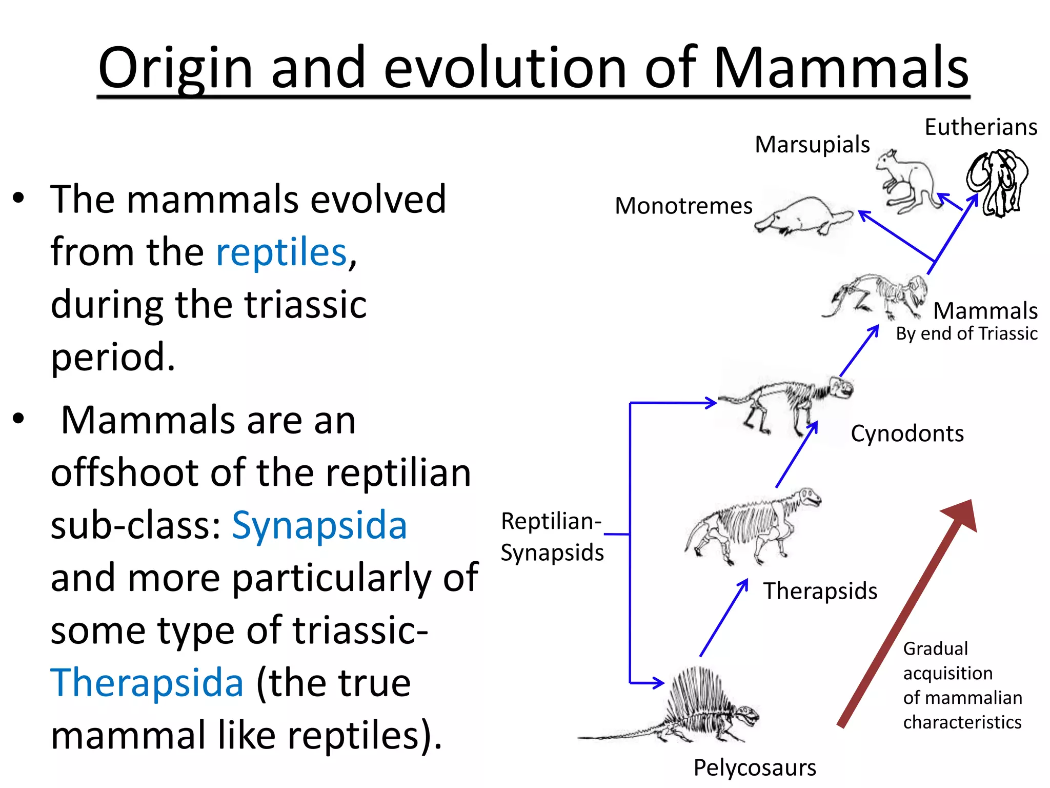 ORIGIN MAMMALS.pptx