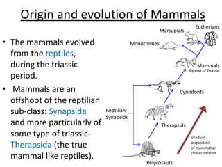 ORIGIN MAMMALS.pptx