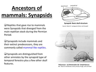 ORIGIN MAMMALS.pptx