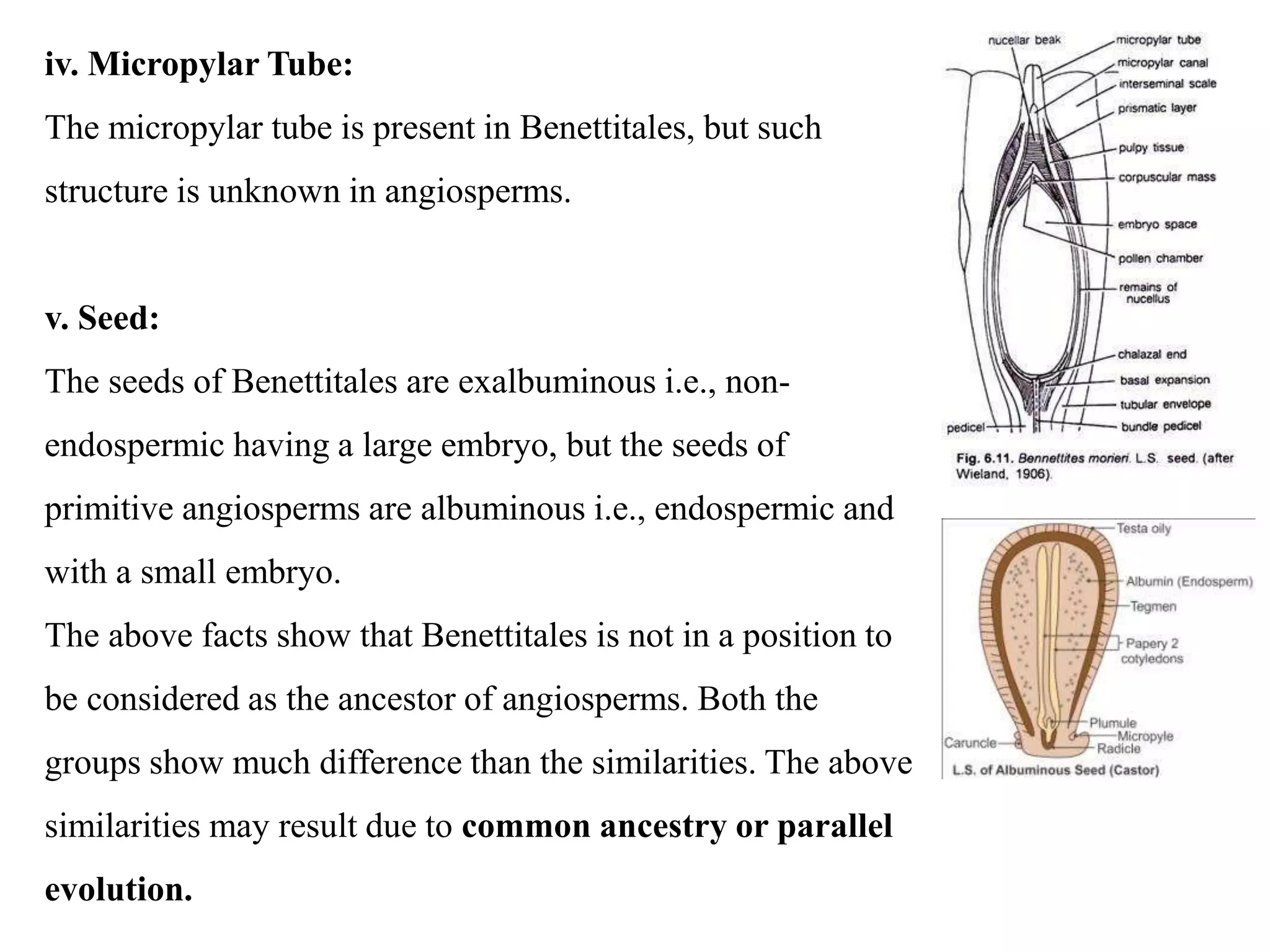 Origin of Angiosperm | PPTX