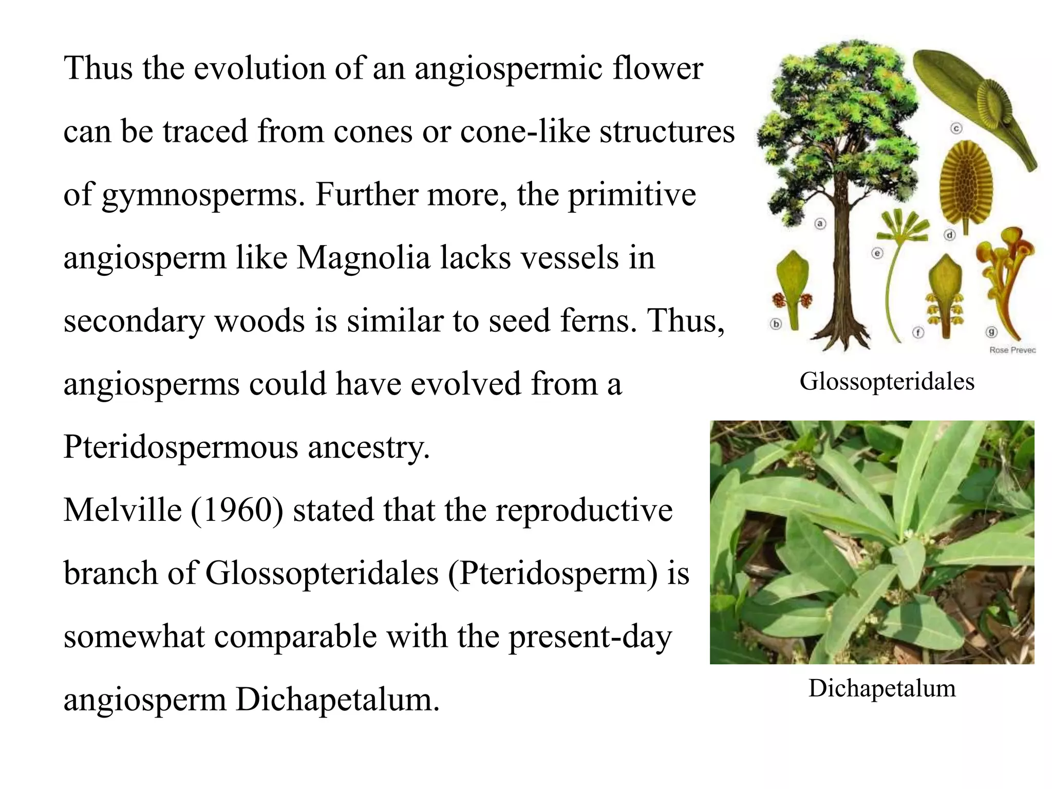 Origin of Angiosperm | PPTX
