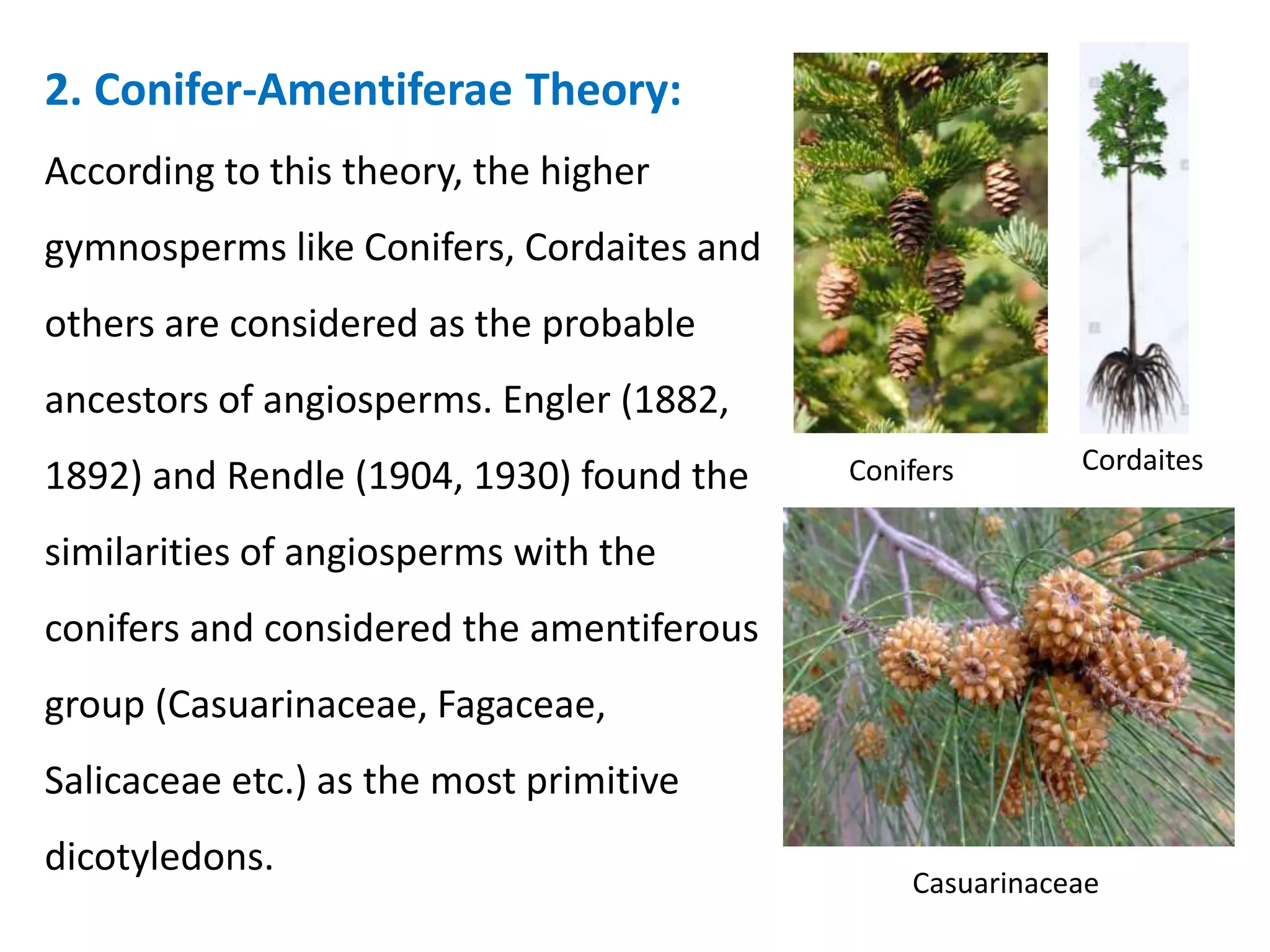 Origin of Angiosperm | PPTX