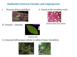 Origin of Angiosperm | PPTX