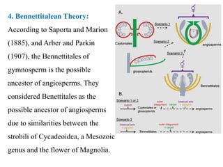 Origin of Angiosperm | PPTX