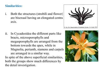 Origin of Angiosperm | PPTX