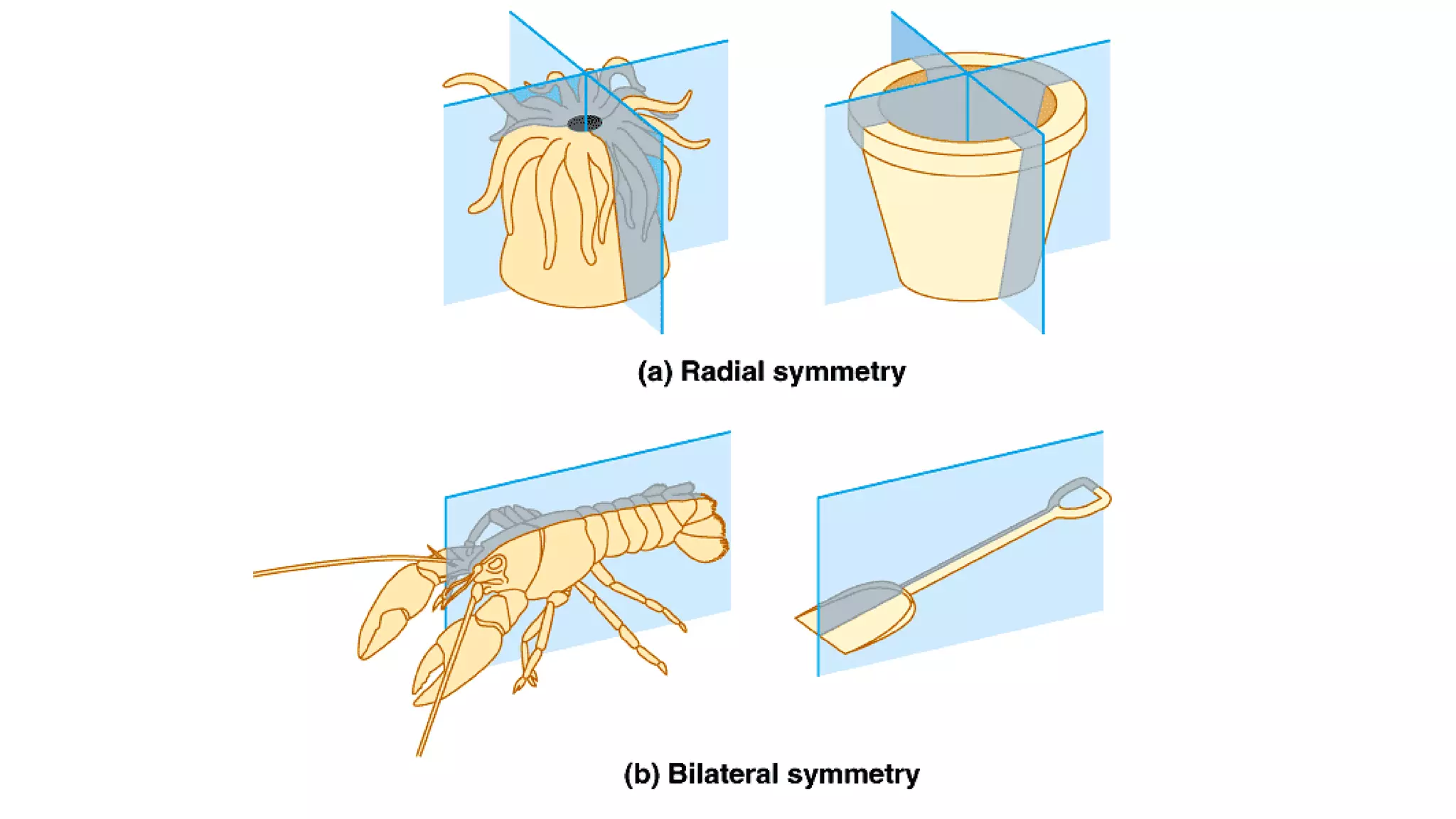 Origin of bilateria from radiata | PDF