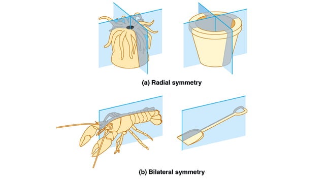 Origin of bilateria from radiata | PPT