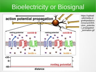 Origin of biosignals fajar purnama 152D-8713 | PPT