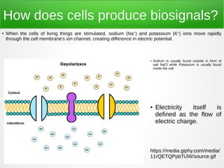 Origin of biosignals fajar purnama 152D-8713 | PPT