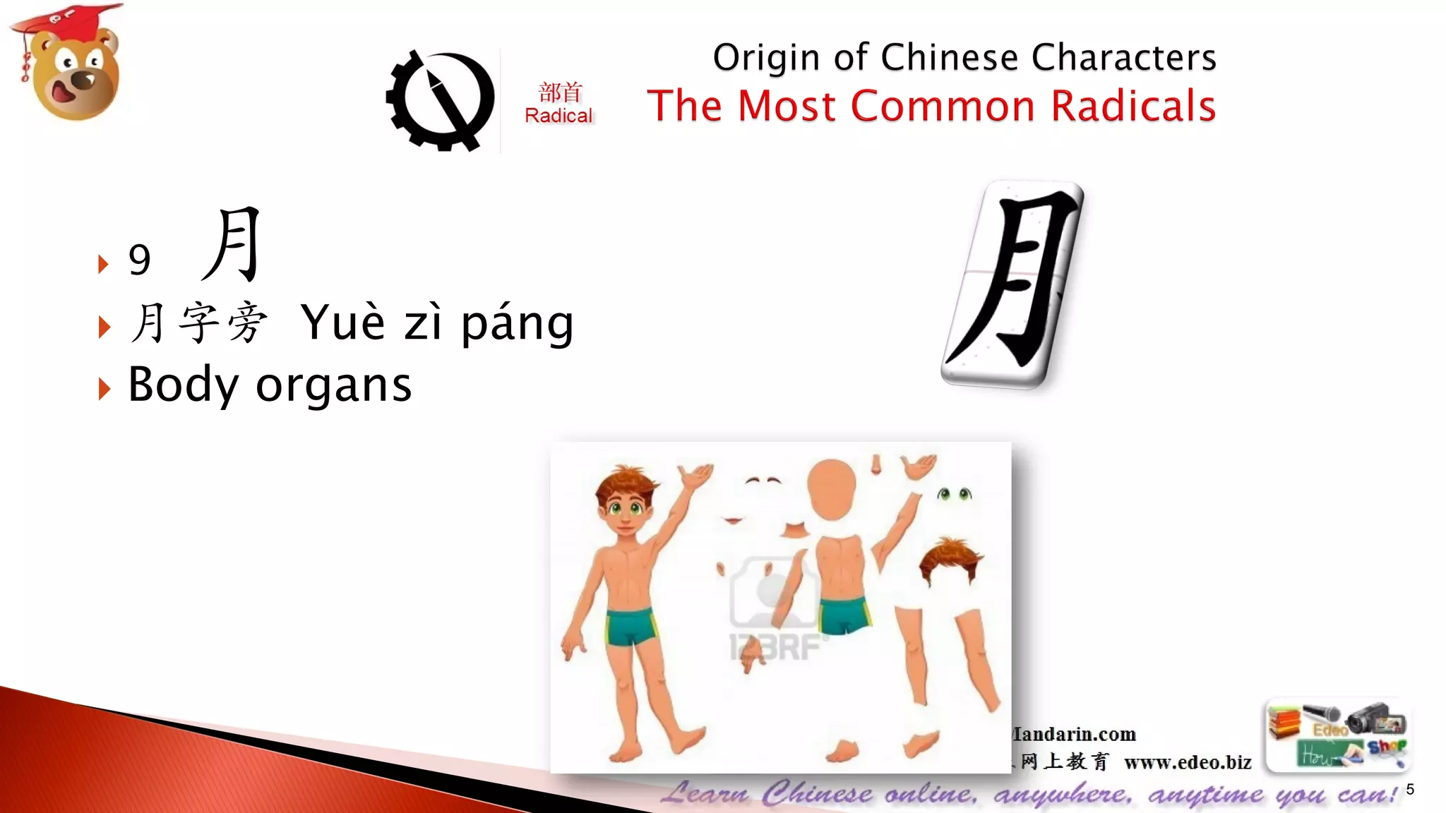Origin of Chinese Characters HSK 4- 1909 肚 dù stomach ; belly; triple | PDF