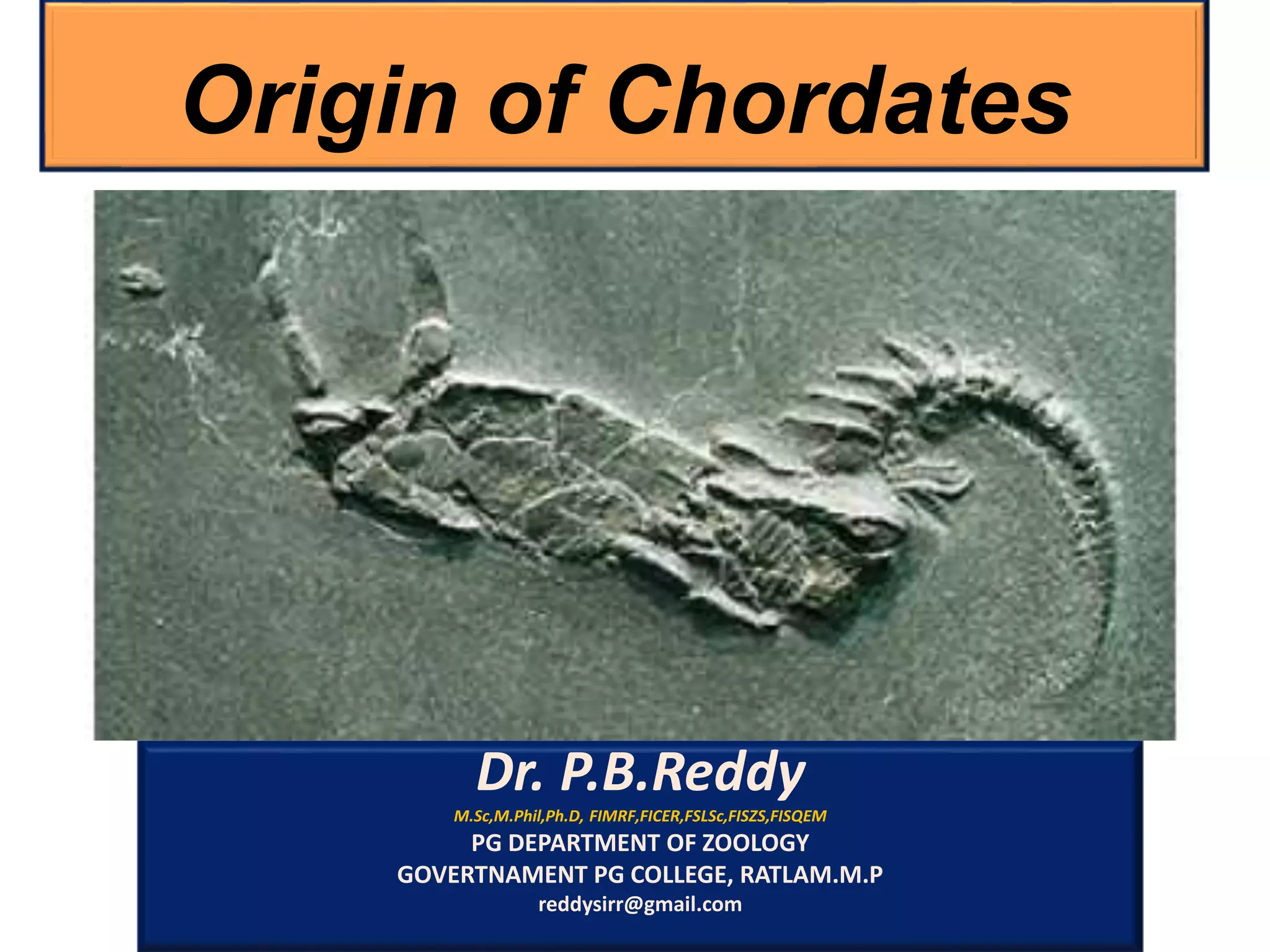 Origin of chordata | PPTX