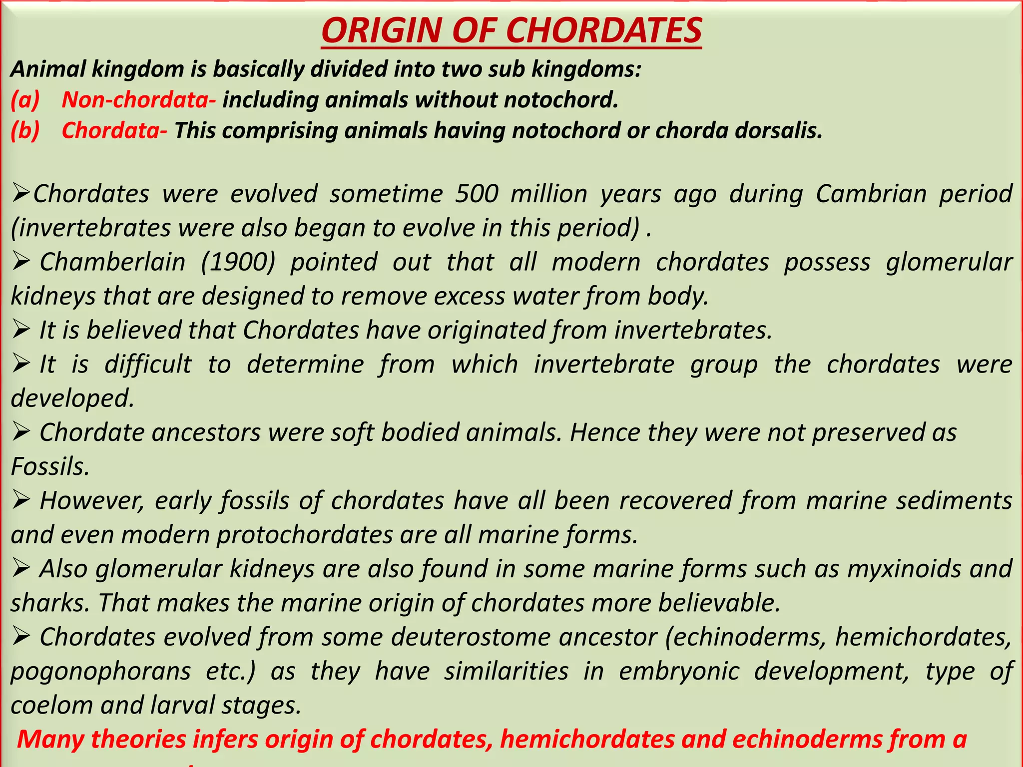 Origin of chordata | PPTX