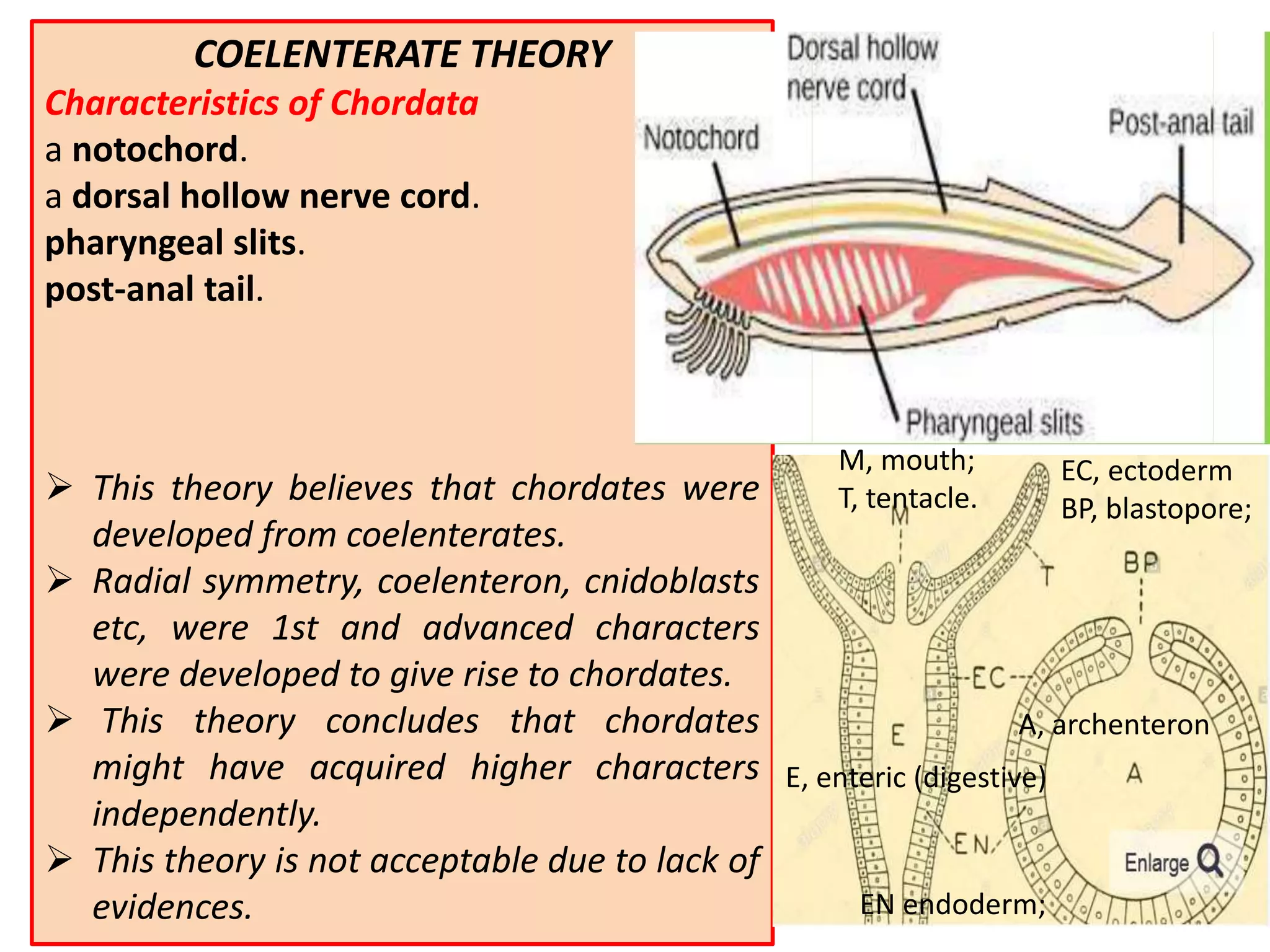 Origin of chordata | PPTX