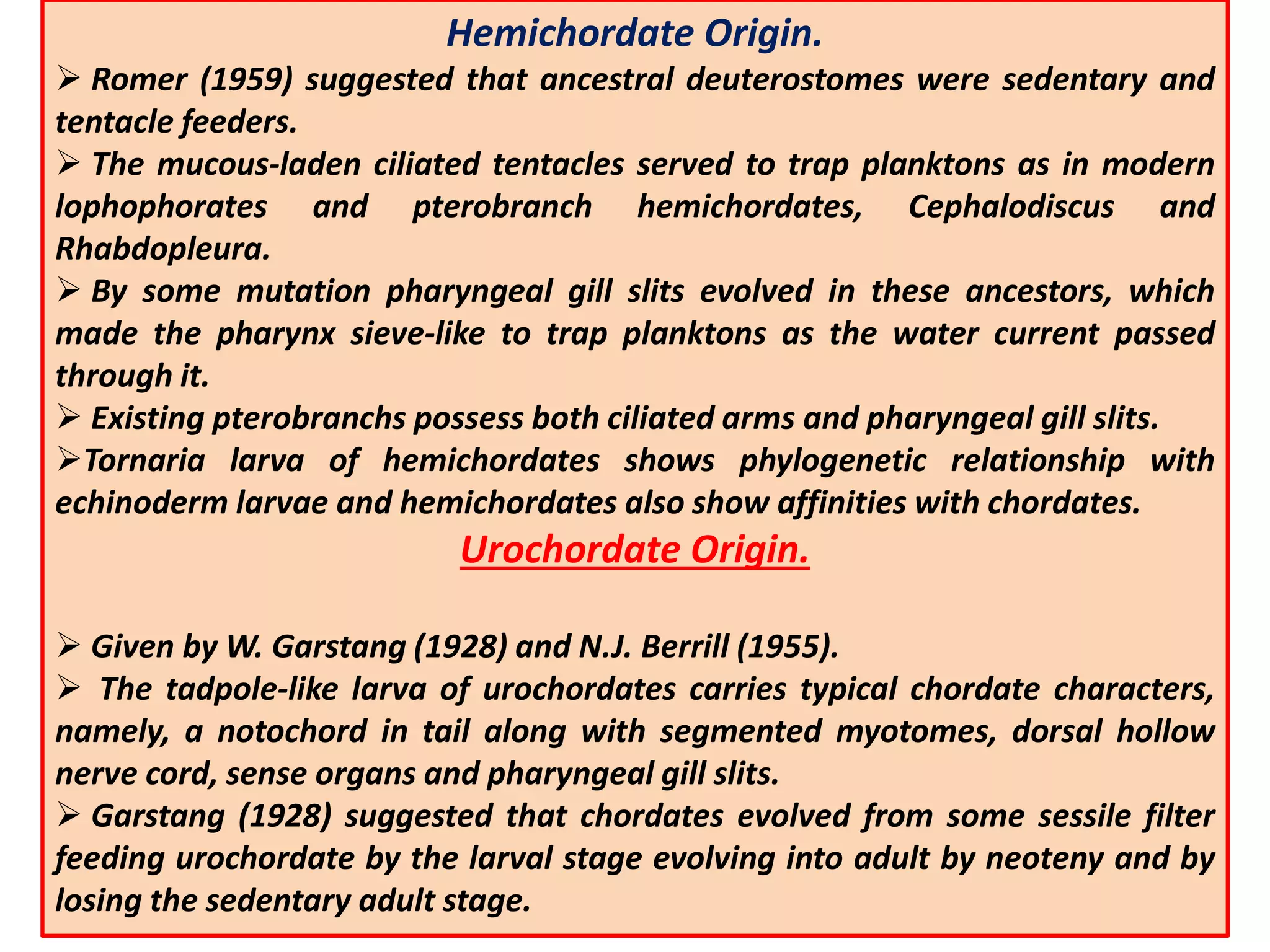 Origin of chordata | PPTX