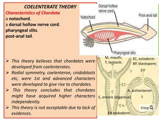 Origin of chordata | PPTX