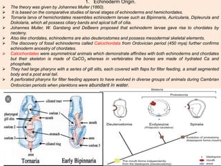 Origin of chordata | PPTX