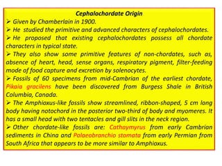 Origin of chordata | PPTX