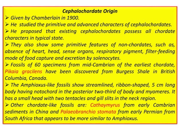 Origin of chordata | PPTX | Biological Sciences | Science