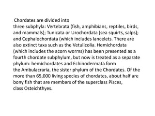 Origin of Chordata.pptx