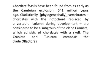 Origin of Chordata.pptx