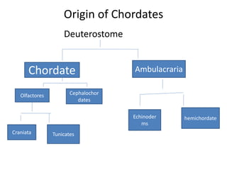 Origin of Chordata.pptx