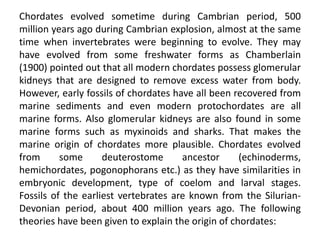 Origin of Chordata.pptx