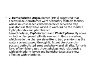 Origin of Chordata.pptx