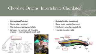 Origin of Chordates (vertebrates) theory.pptx